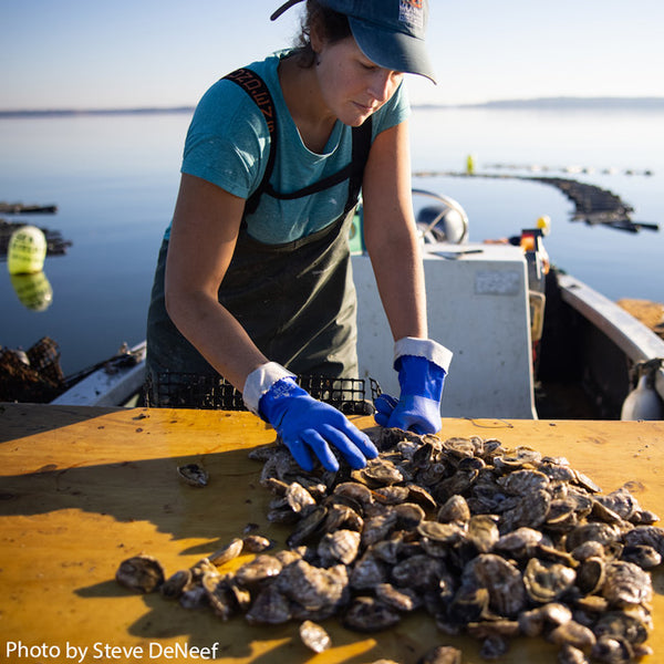 Buy Shellfish Online | SoPo Seafood | Maine Shellfish Delivery